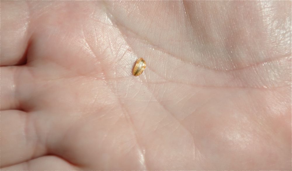 Nature's Giants: Photos of the Tallest Trees on Earth | Live Science