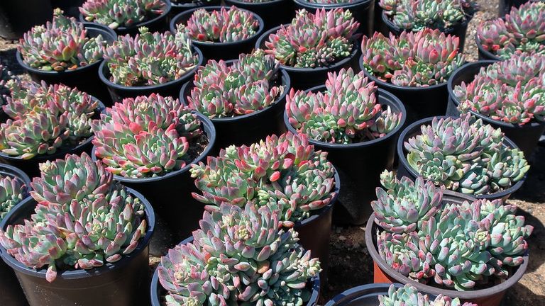 Growing Blue Elf Succulents: Caring For Sedeveria ‘Blue Elf’ Plants ...