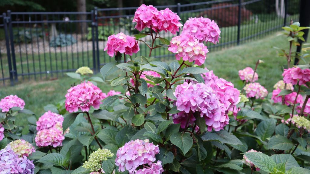 Hydrangea Plant Types: Different Hydrangea Plants For The Garden ...