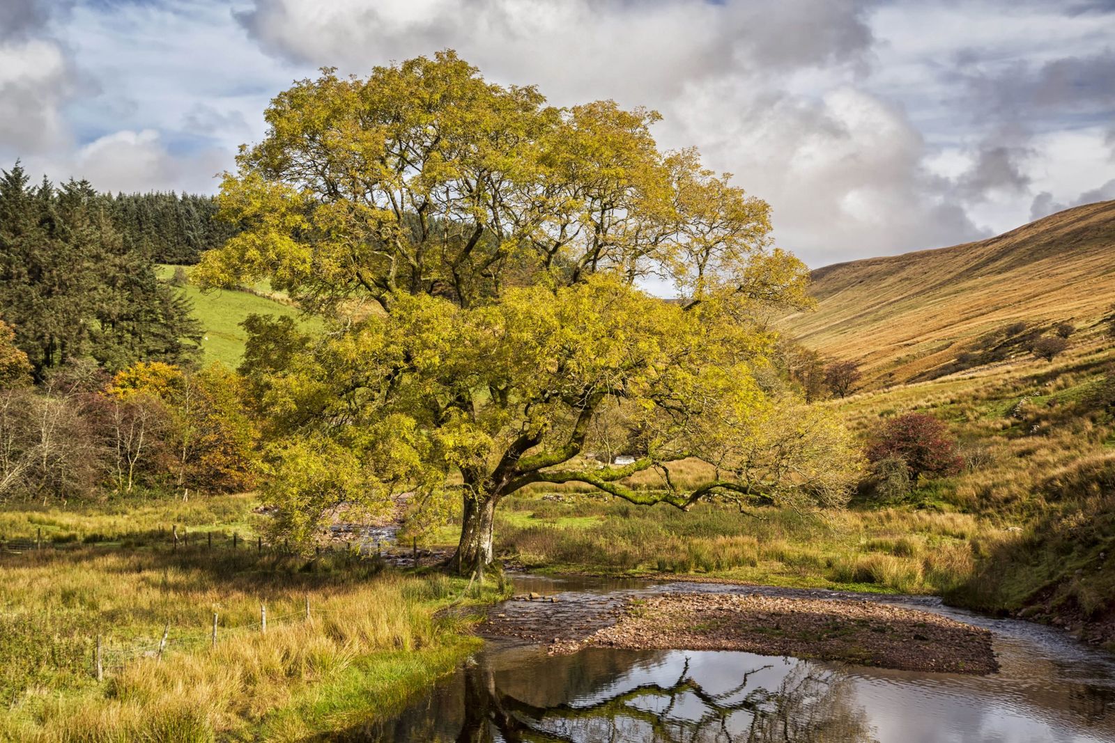 The Ash: Is this the last stand for one of Britain's great native trees ...