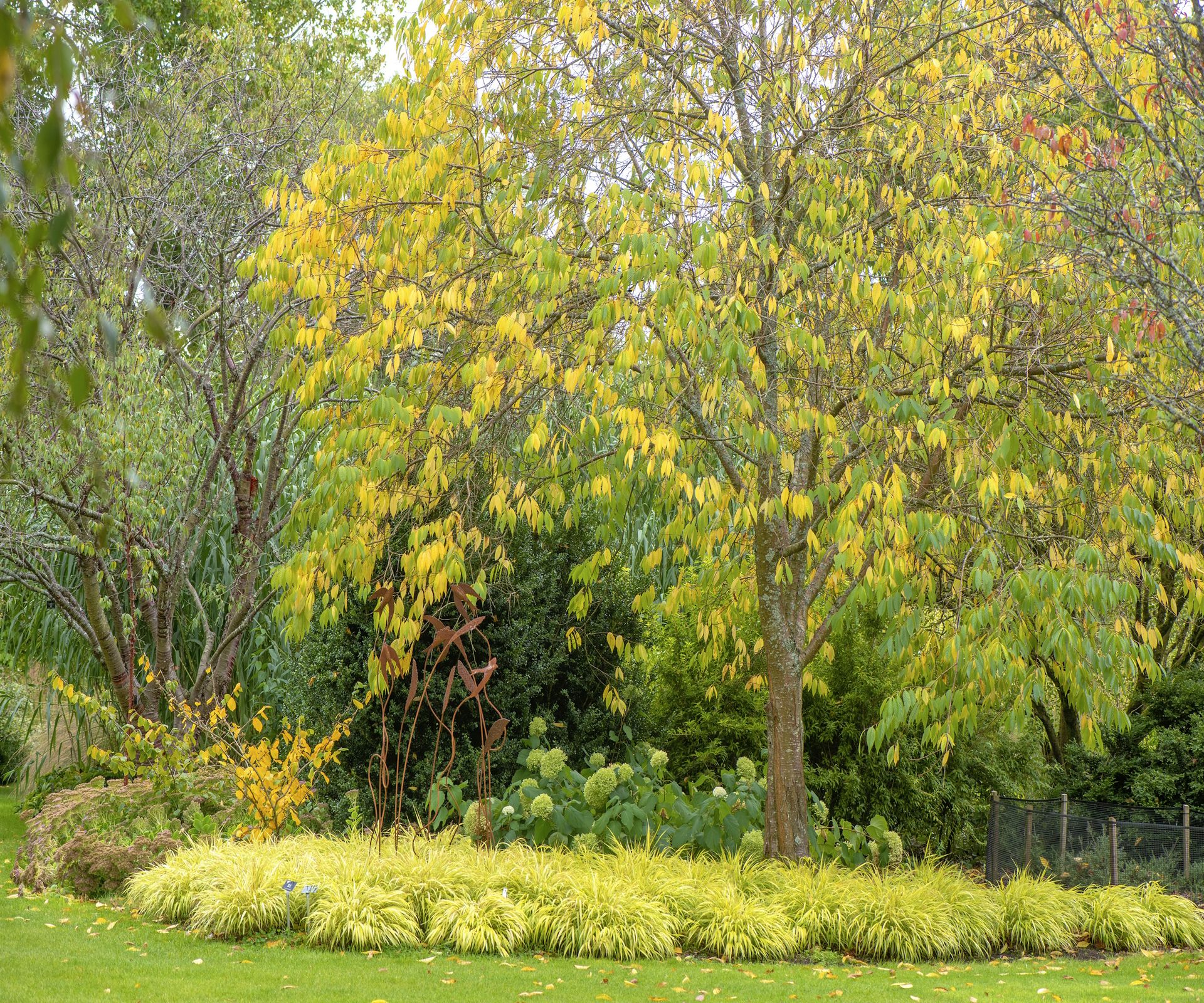 Best trees for wildlife: 10 tree species garden wildlife will love ...