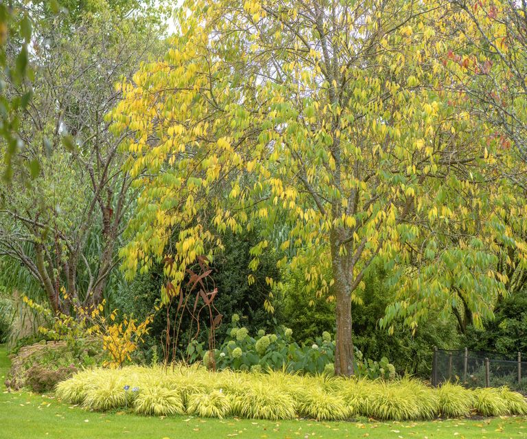 Best trees for wildlife: 10 tree species garden wildlife will love ...