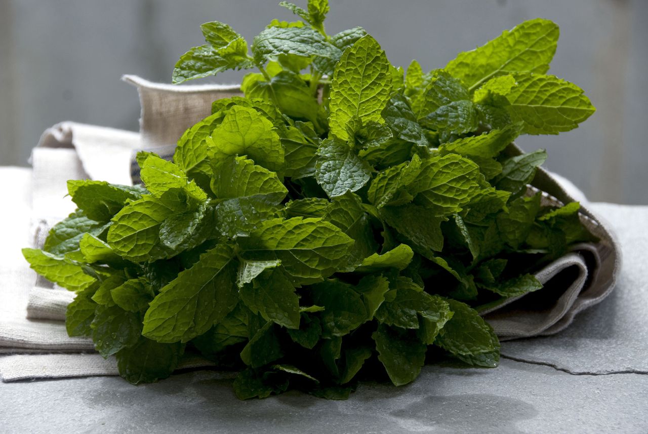 How to prune mint | Homes and Gardens