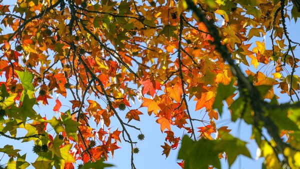 How to cut an overgrown hedge - a guide to proper pruning | Homes and ...