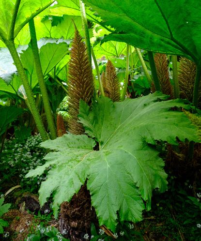 Bog plants: 15 moisture-loving plants for damp areas | Gardeningetc