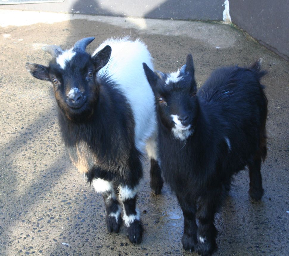 Pygmy Goat Twin Picture | Baby Animal Images | Live Science