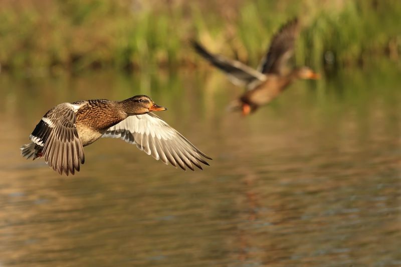 Flash Flood Drowned Dino-Era Bird Colony | Live Science