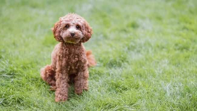 Dog coat types and how to care for each | PetsRadar