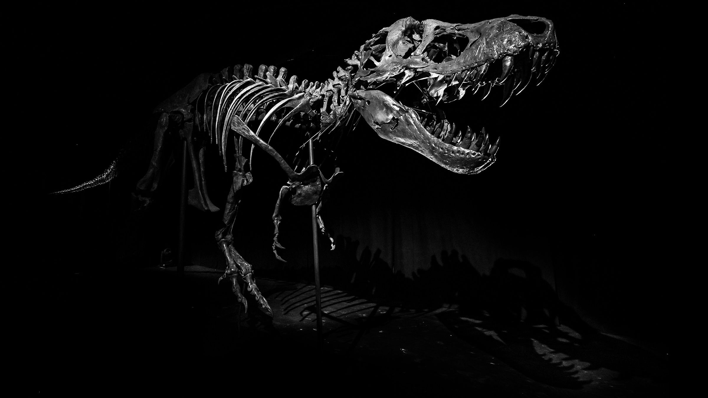 Stan, most expensive T. rex ever sold, has finally been found | Live ...