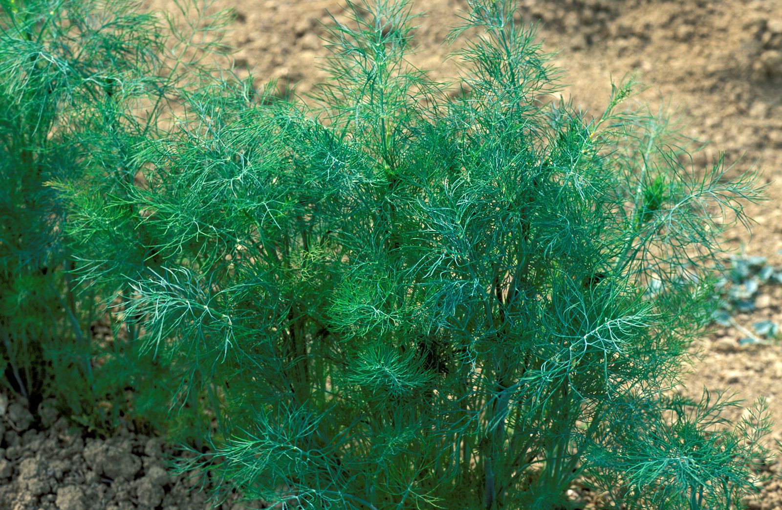How to grow dill: for fabulous flavor in the kitchen | Homes and Gardens