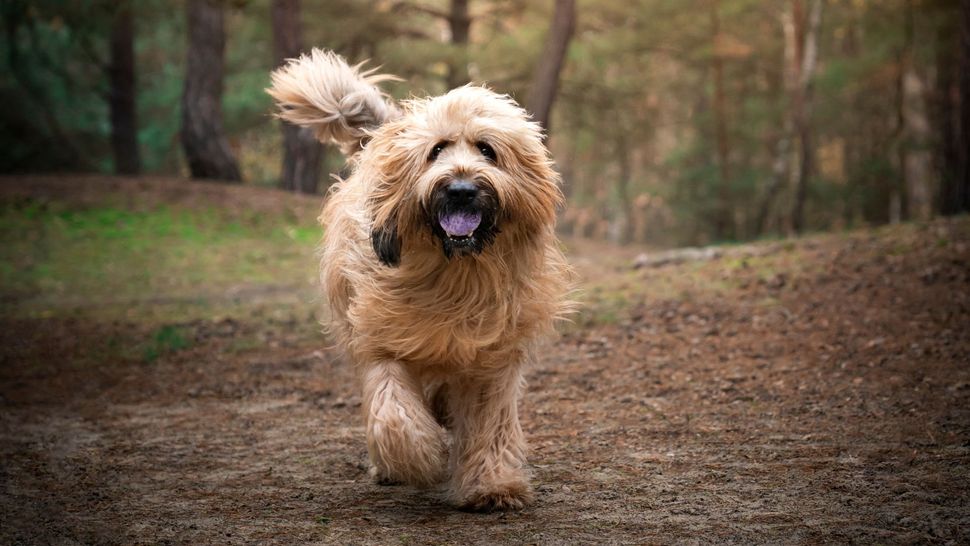 US presidents’ dogs throughout history | PetsRadar