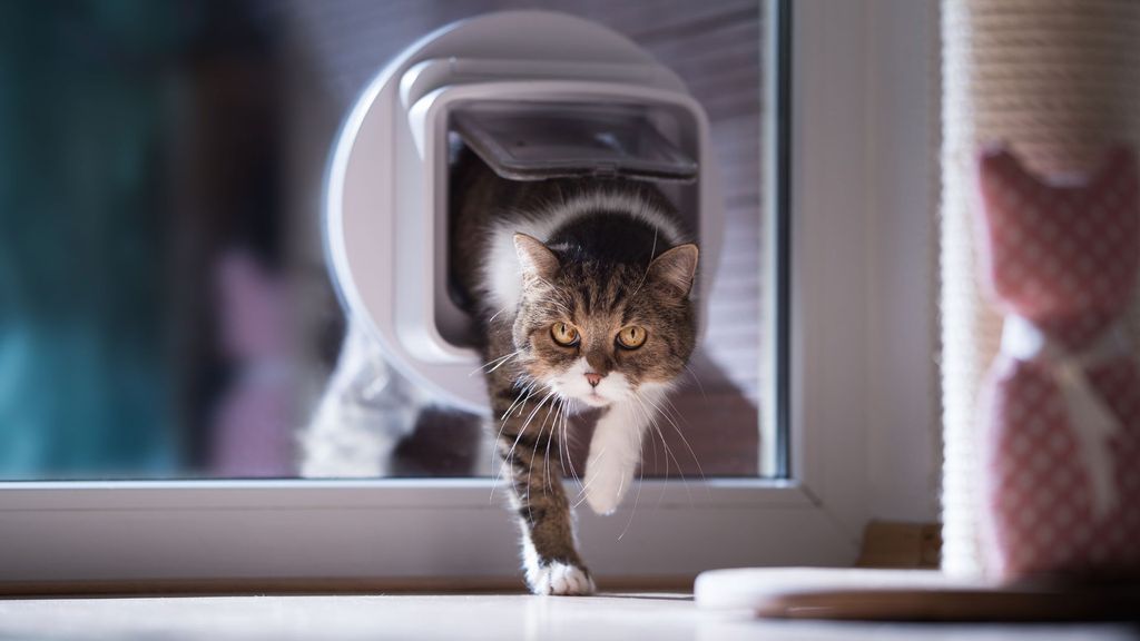 32 best pet accessories you can't do without | PetsRadar