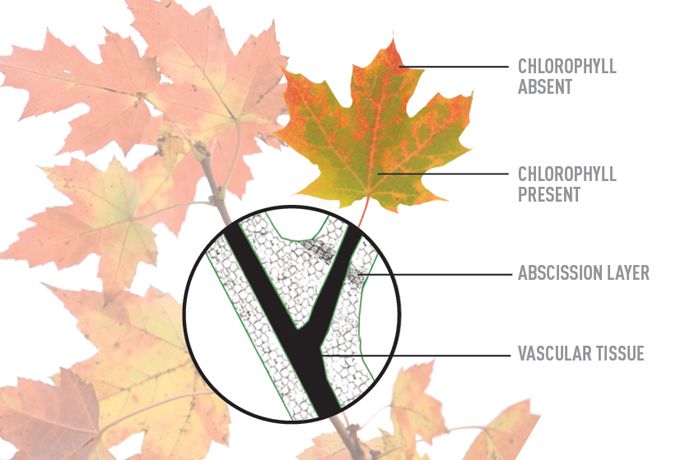 The science of autumn colors | The Week