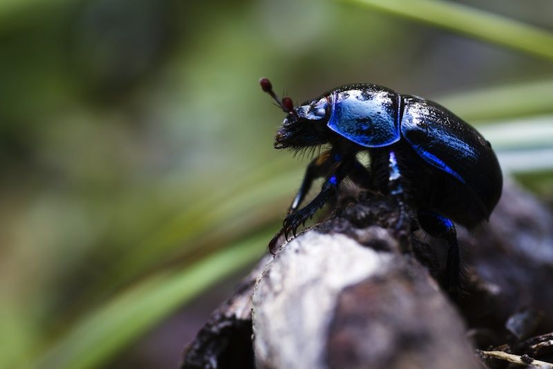 Image Gallery: Shimmering Metallic Beetles | Live Science