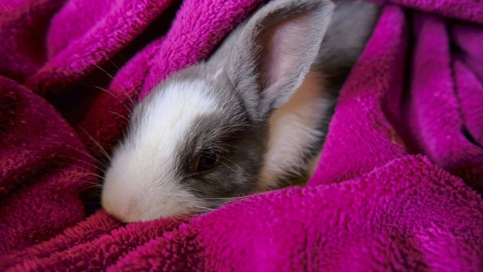 32 activities to do with your bunny | PetsRadar