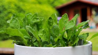 When and how to harvest broccoli rabe for top yields | Homes and Gardens