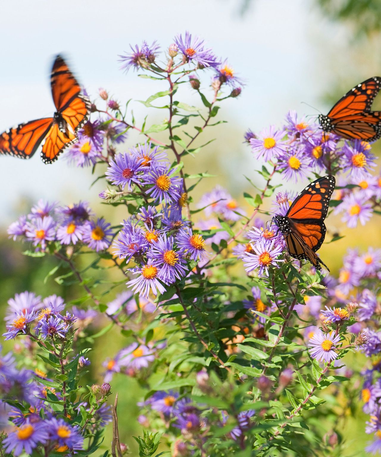 12 garden plants that are safe for cats | Real Homes