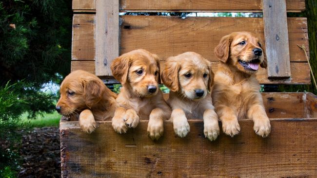 32 differences between a puppy and a dog | PetsRadar