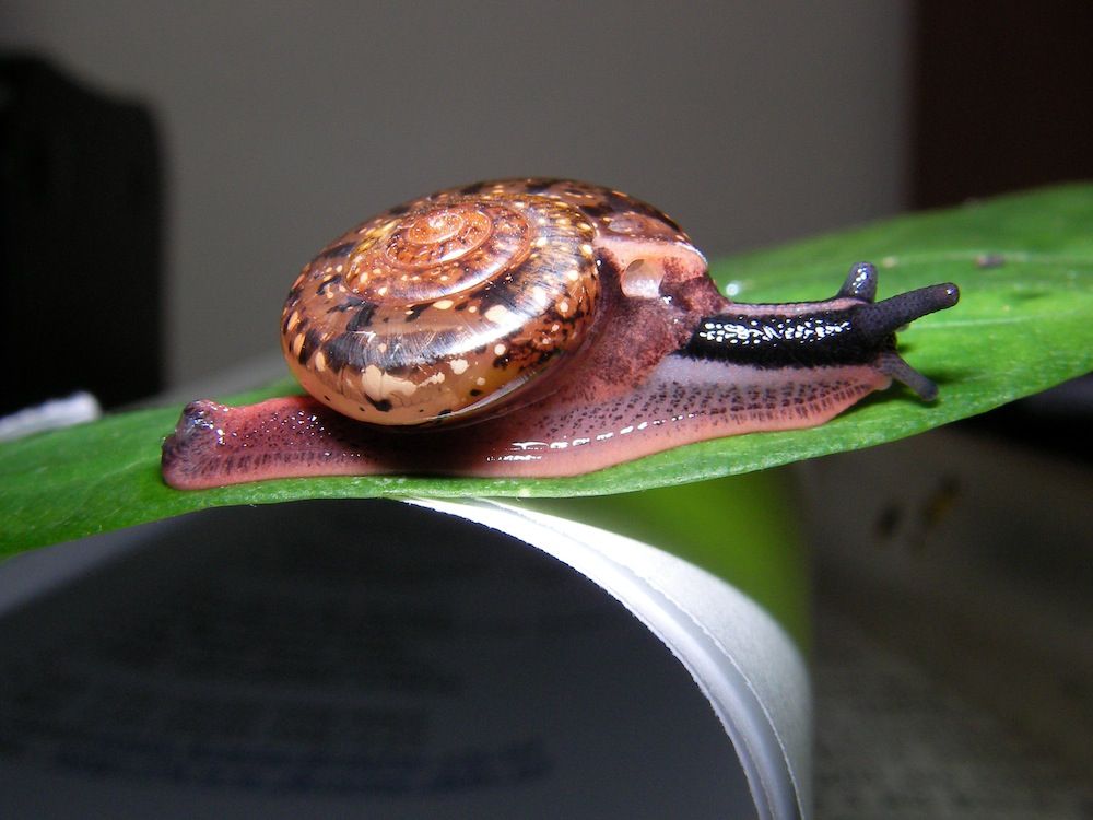Photos: Gorgeous Neon Malaysian Snails | Live Science