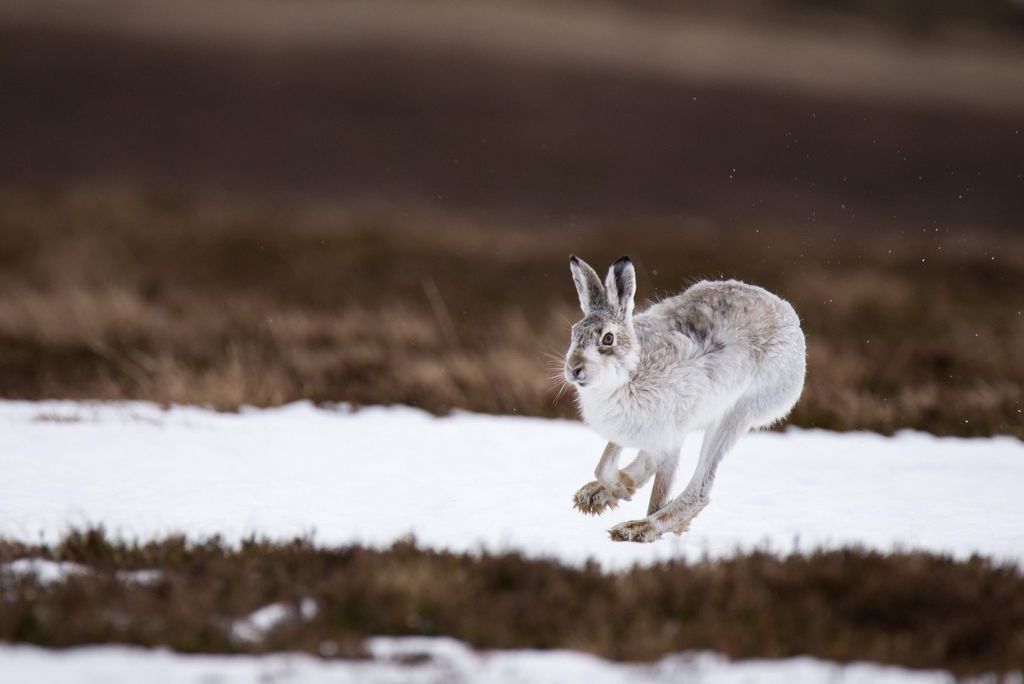 9 fascinating facts about hares | Country Life