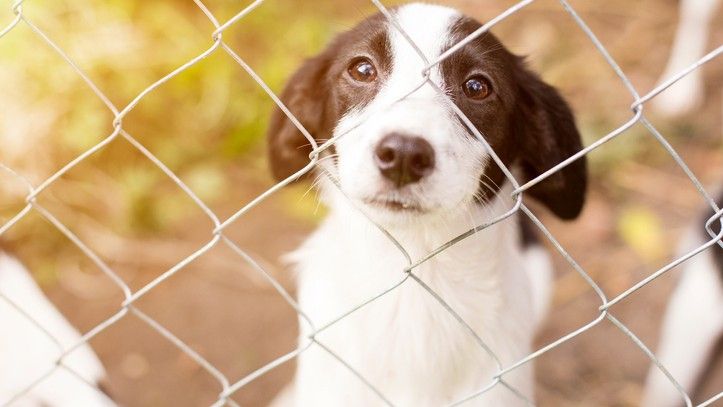 Rescue Dog Week: How to adopt a dog | PetsRadar