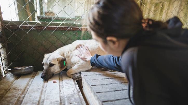 Returning a rescue dog: What to do when your new friend isn't working ...