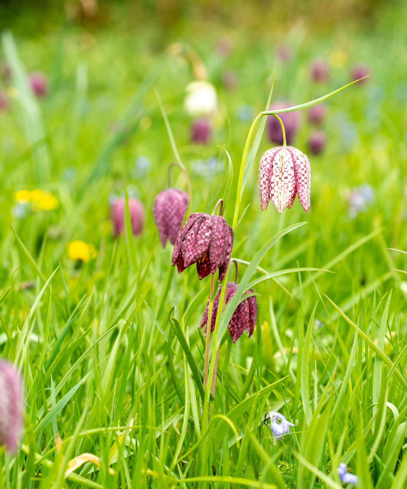 When to start planting flowers for spring | Homes and Gardens