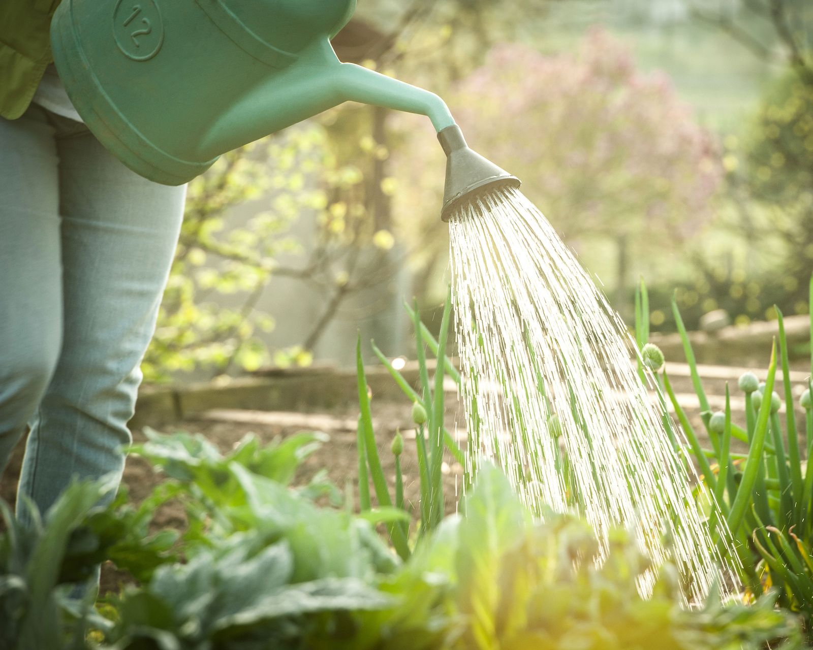 How to protect plants from frost: 10 quick and easy methods | Homes ...