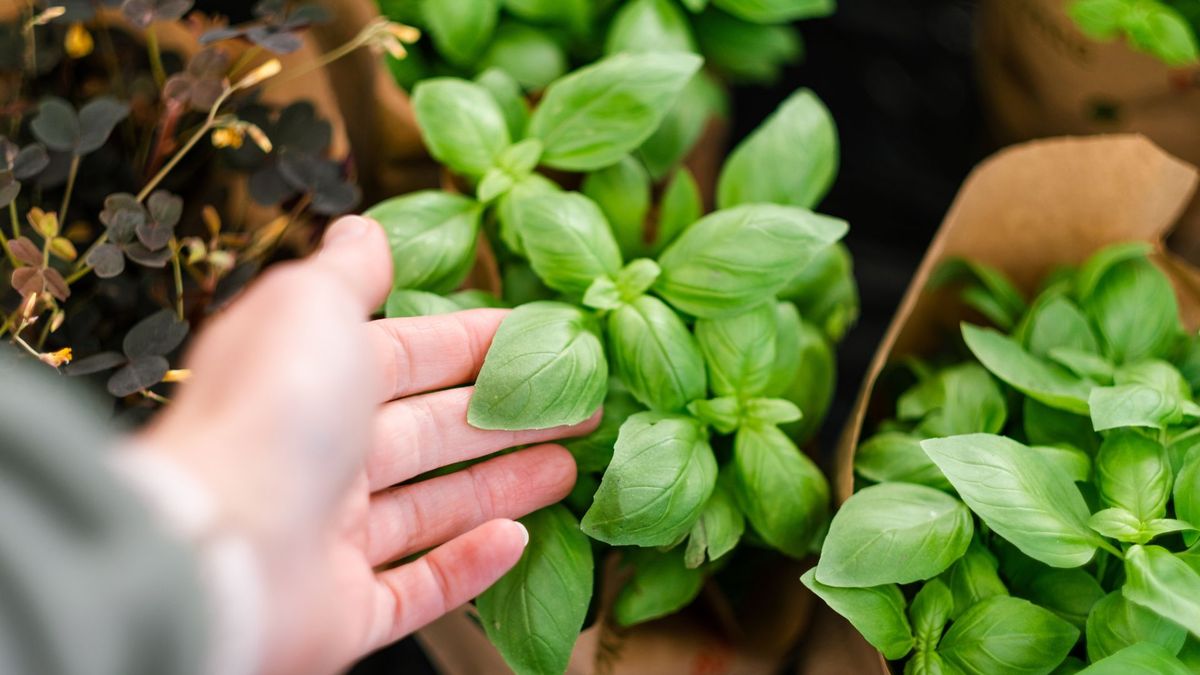How to grow a herb garden — make sure you do these 7 things | Tom's Guide