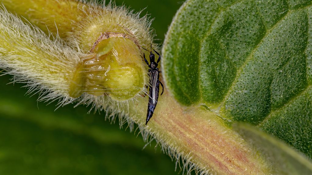 How to get rid of thrips? | Real Homes