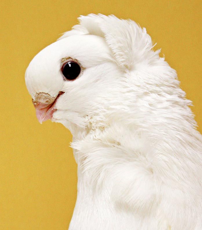 In Photos: Pigeons Show Off Their Fancy Hairdos | Live Science