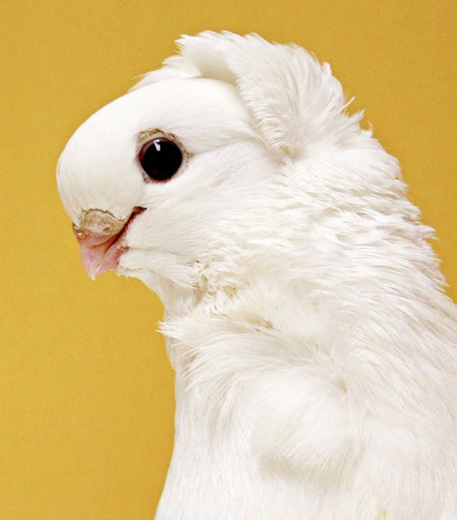 In Photos: Pigeons Show Off Their Fancy Hairdos | Live Science