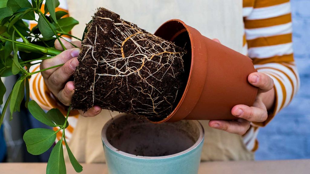Houseplant root rot: causes, symptoms, and treatment tips | Homes and ...