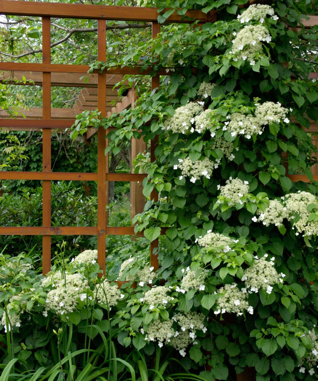 Landscaping with hydrangeas: 12 ways to include these blooms | Homes ...