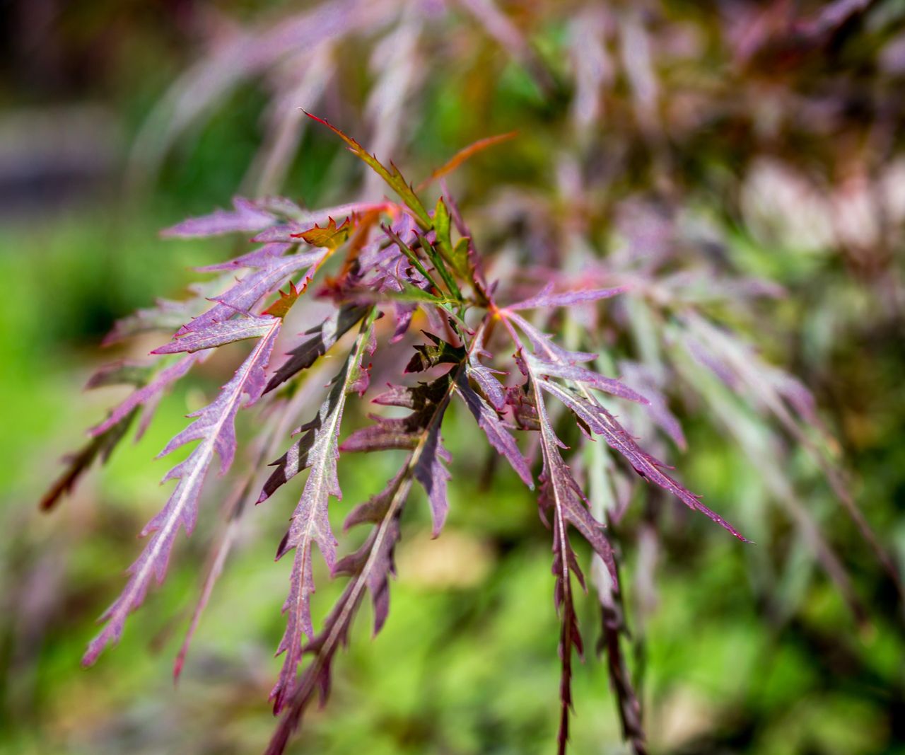 12 of the best statement trees to bring drama to your yard | Homes and ...