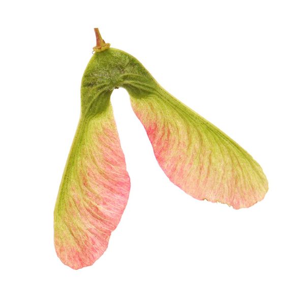 Tips & Information about Maple Trees | Gardening Know How