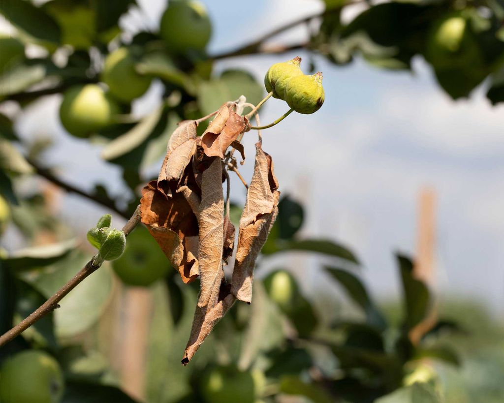 Apple tree diseases: identify and treat 5 common problems | Gardeningetc