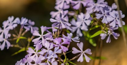 7 of the best fragrant garden plants to scent outdoor spaces | Woman & Home