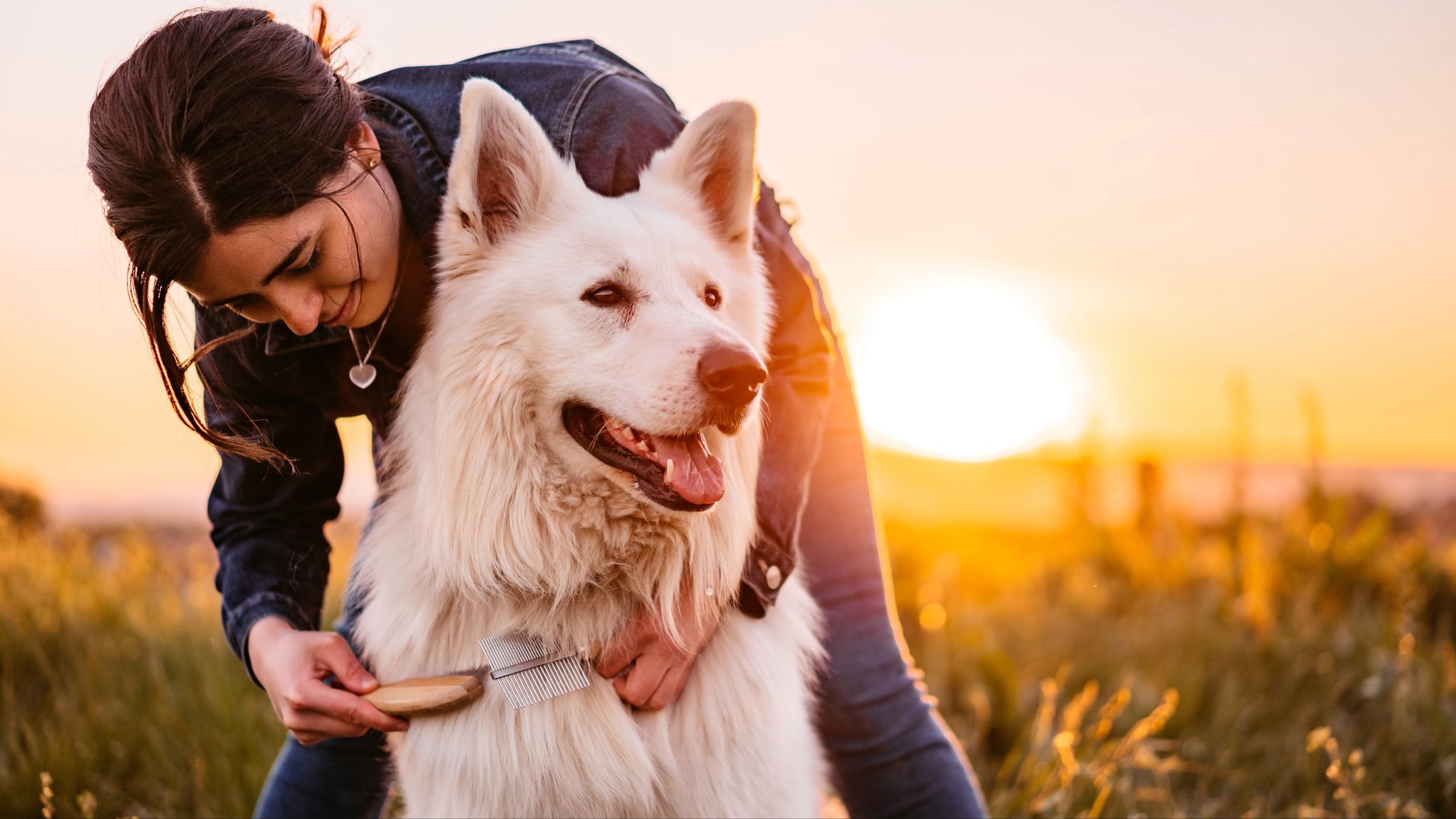 If your dog doesn’t like being brushed, try this trainer’s gentle ...