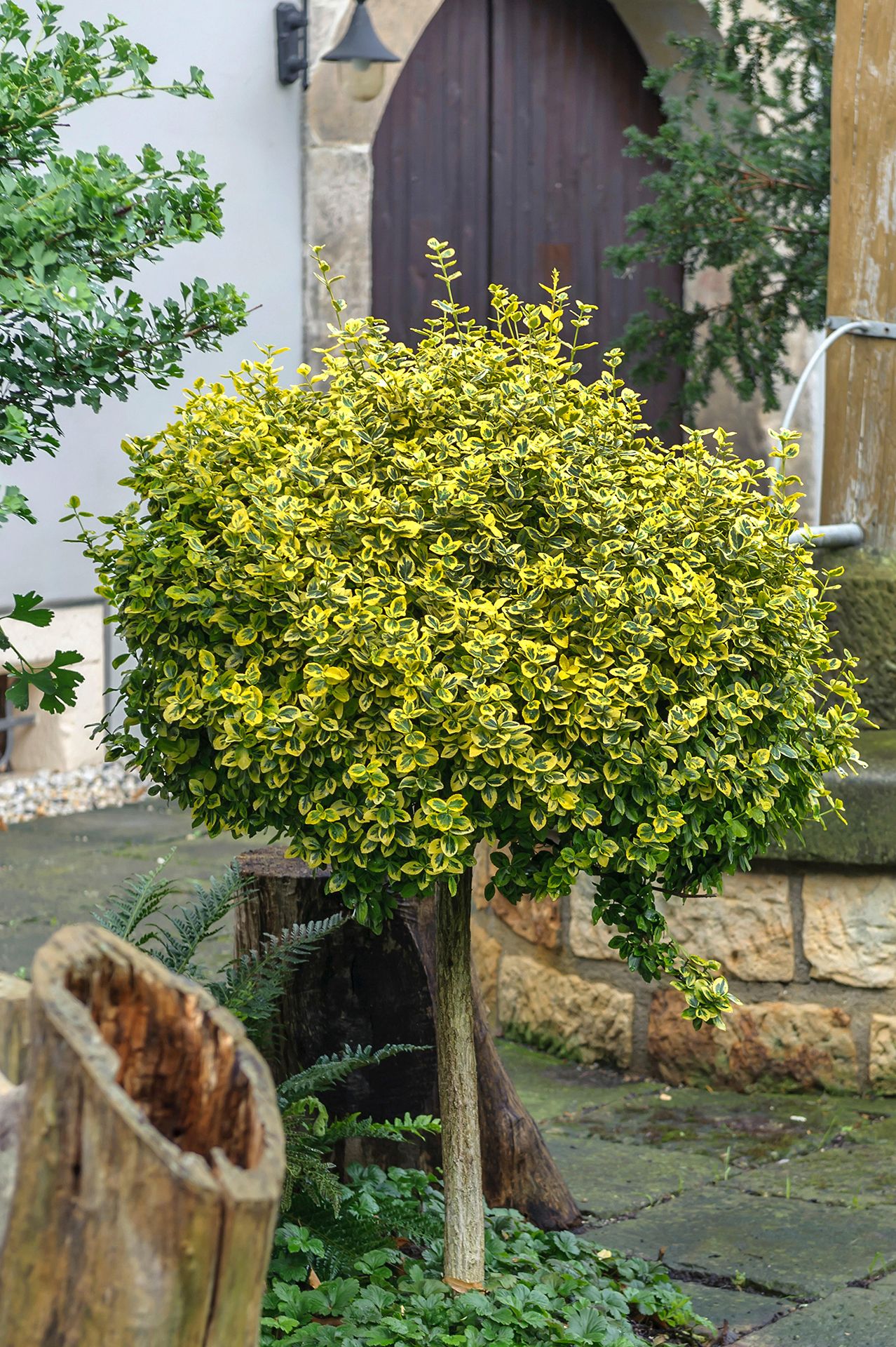 10 evergreens that are easy to grow in any garden | Gardeningetc