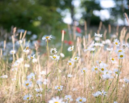 How to plant a wildflower meadow: in gardens of all sizes | Homes and ...