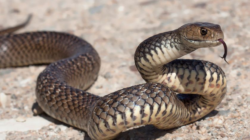 This mind-boggling optical illusion claims to reveal a whole new colour | Creative Bloq