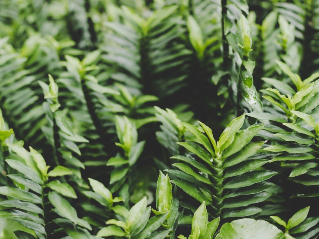 What Is A Tapeworm Plant: Information On Growing Tapeworm Plants ...