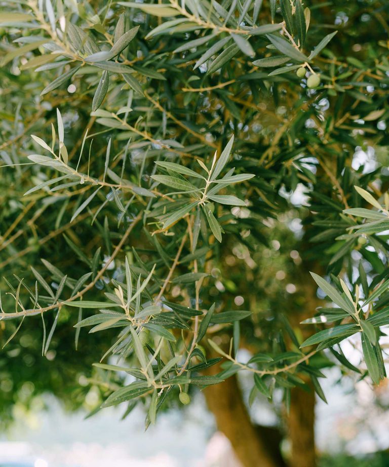 How to propagate olive trees: experts explain | Homes and Gardens
