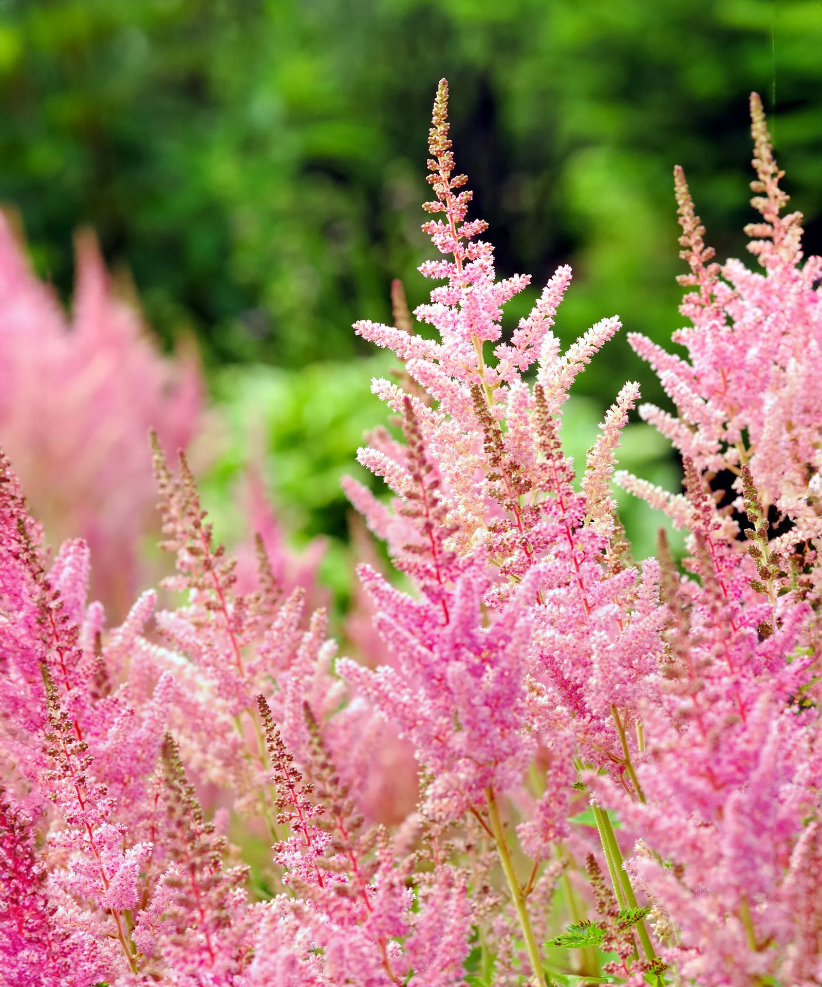 7 Shade-Loving Flowers To Start From Seed In Spring | Gardening Know How