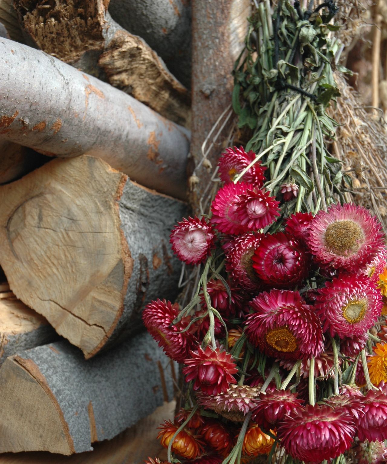 How to dry strawflowers - my tried and tested methods | Homes and Gardens