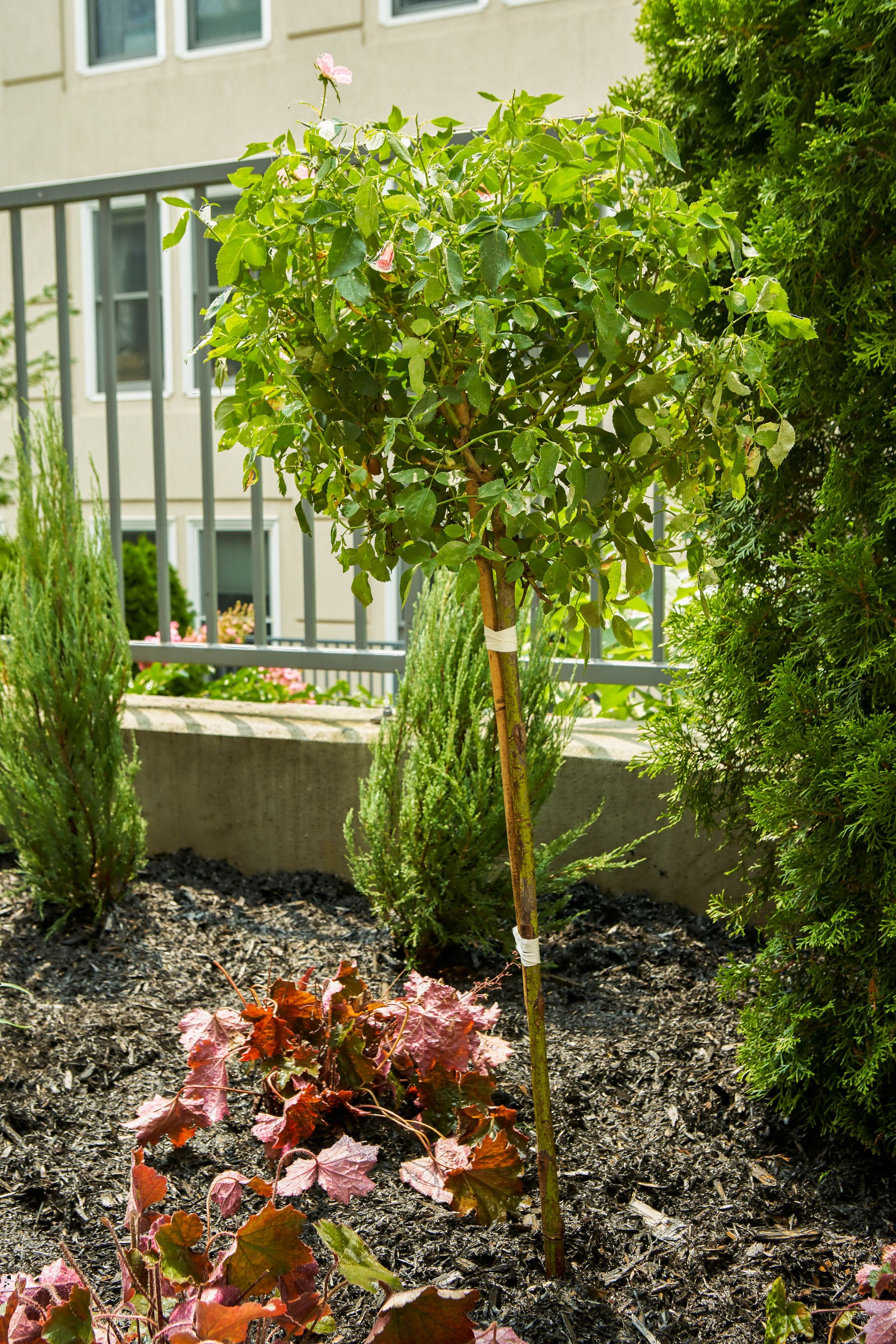11 of the Best "Dwarf Trees" — Perfect for Small Backyards | Livingetc