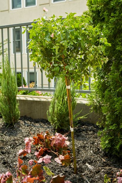 11 of the Best "Dwarf Trees" — Perfect for Small Backyards | Livingetc