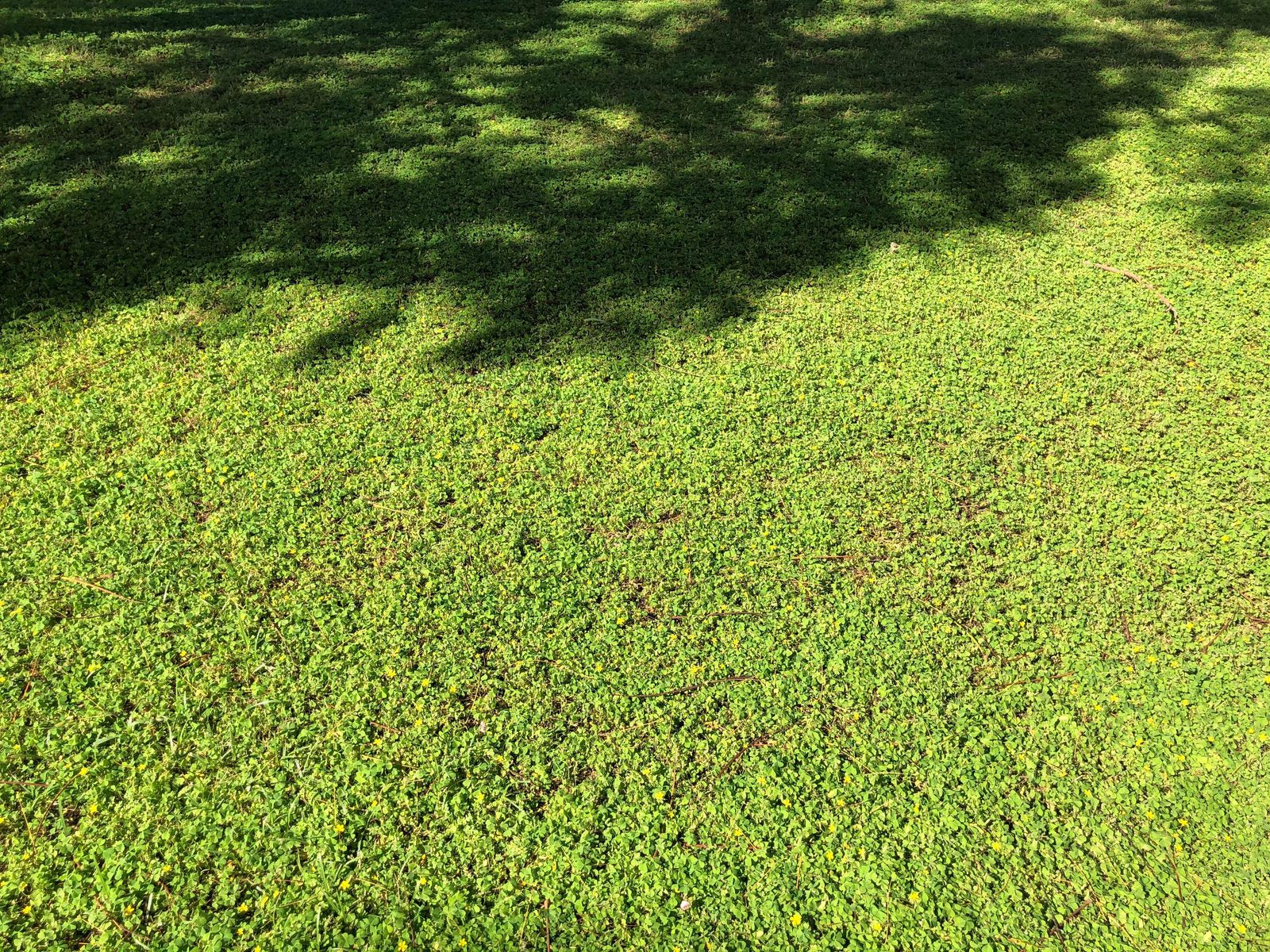 6 reasons to choose a clover lawn in your backyard over grass | Livingetc