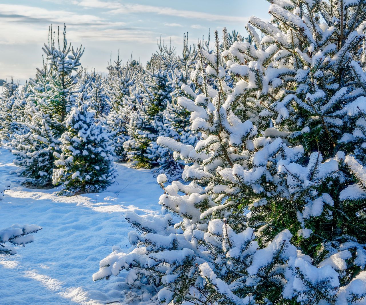 Best Christmas tree varieties - 12 real tree options | Homes and Gardens